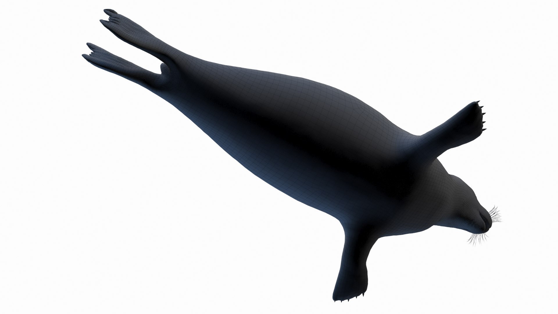 3D Harbor Seal Animated Model - TurboSquid 2148958