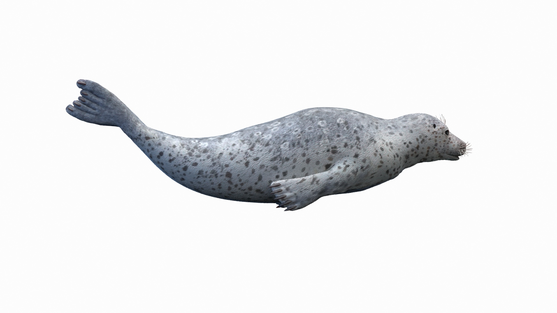 3D Harbor Seal Animated Model - TurboSquid 2148958