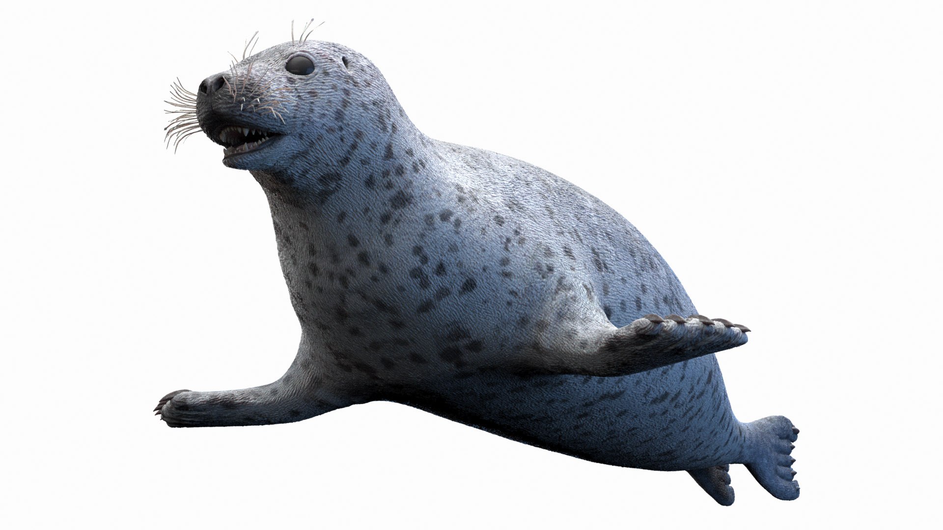 3D Harbor Seal Animated Model - TurboSquid 2148958