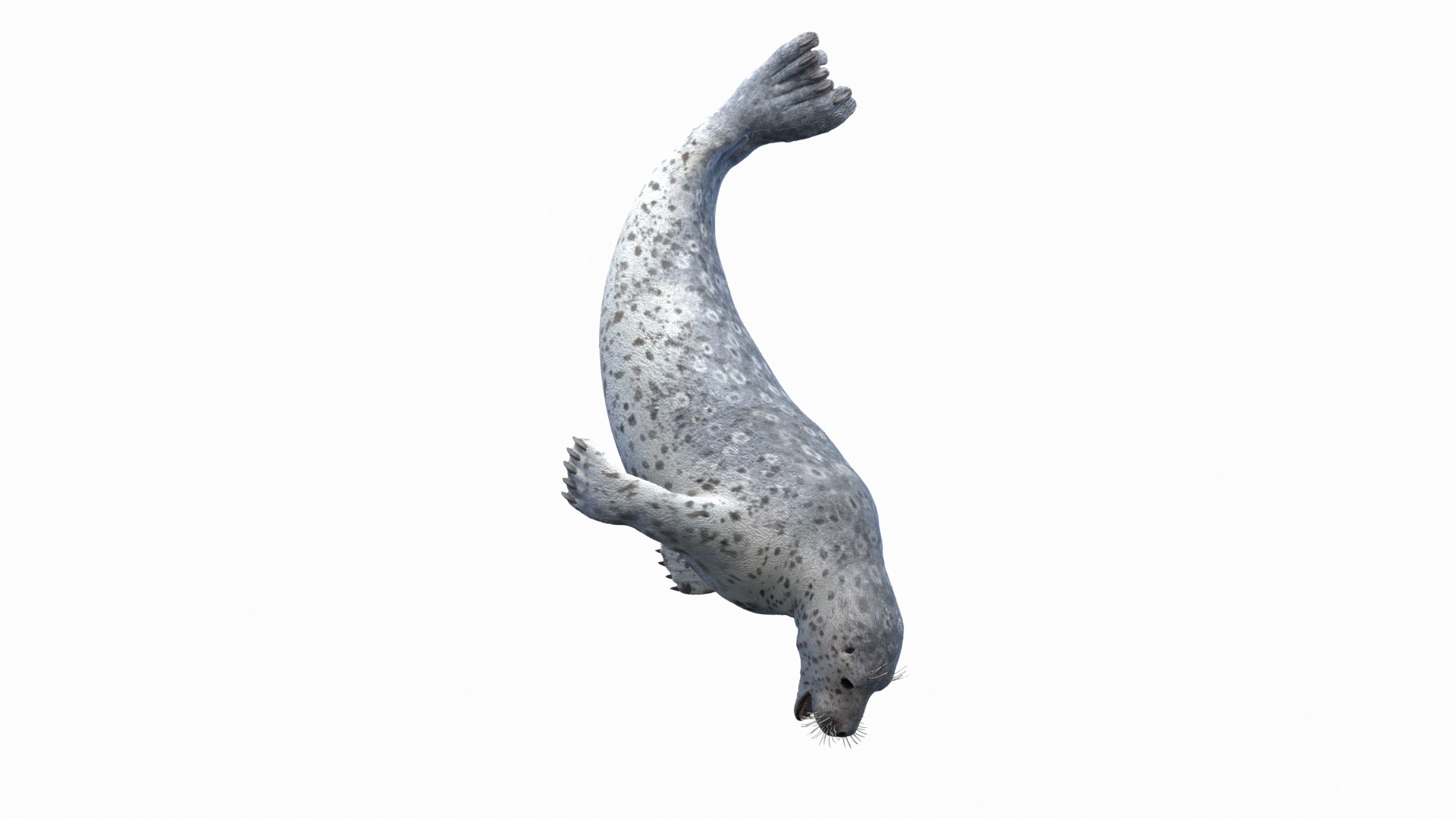 3D Harbor Seal Animated Model - TurboSquid 2148958