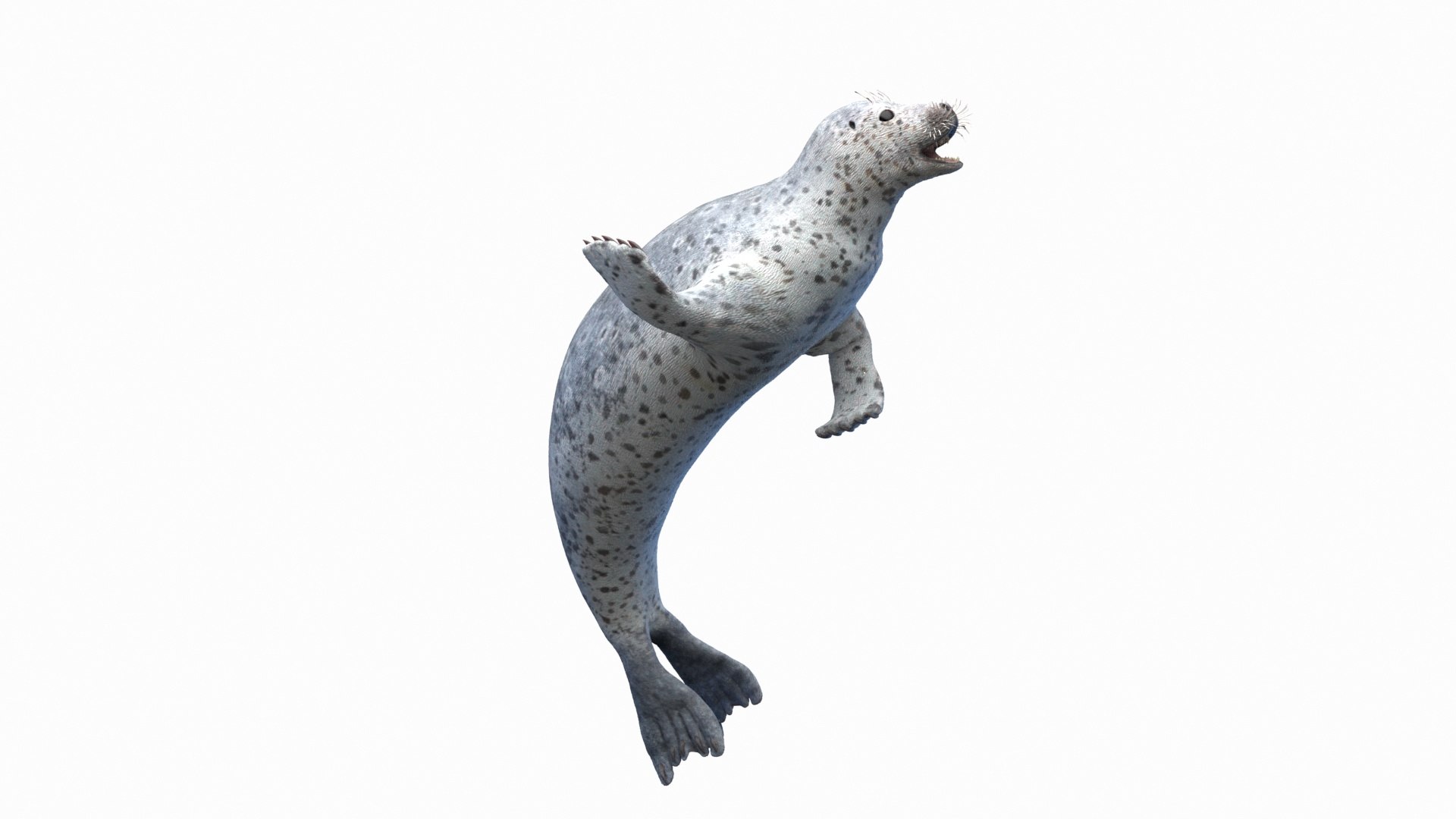 3D Harbor Seal Animated Model - TurboSquid 2148958