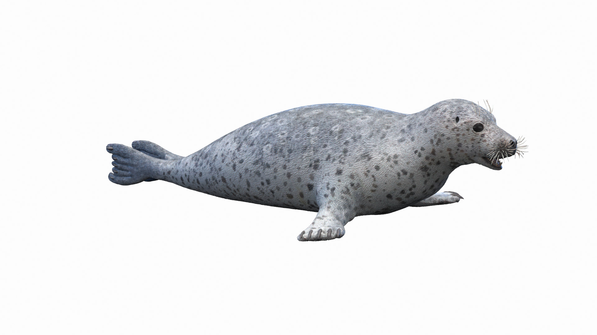 3D Harbor Seal Animated Model - TurboSquid 2148958