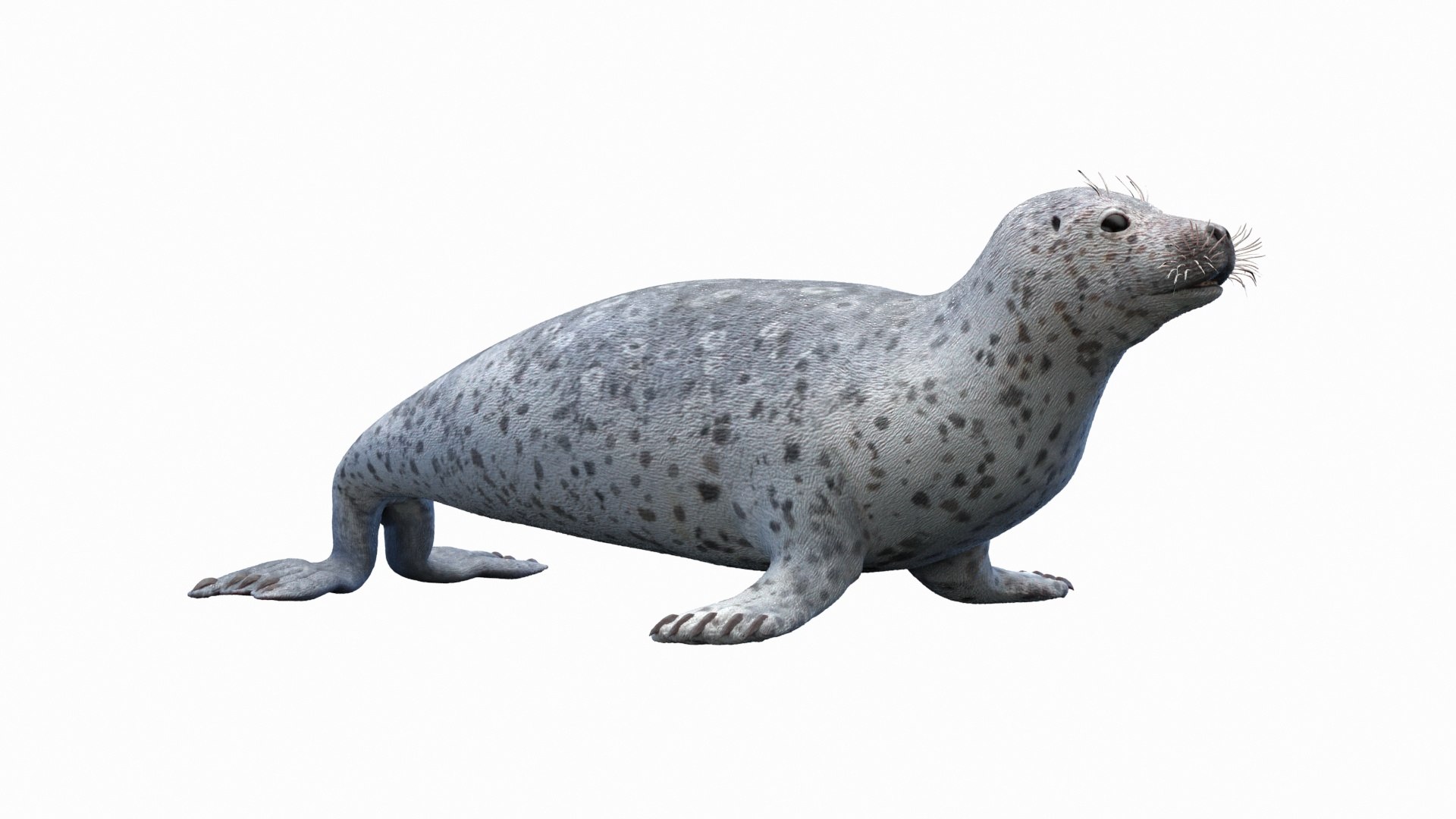 3D Harbor Seal Animated Model - TurboSquid 2148958