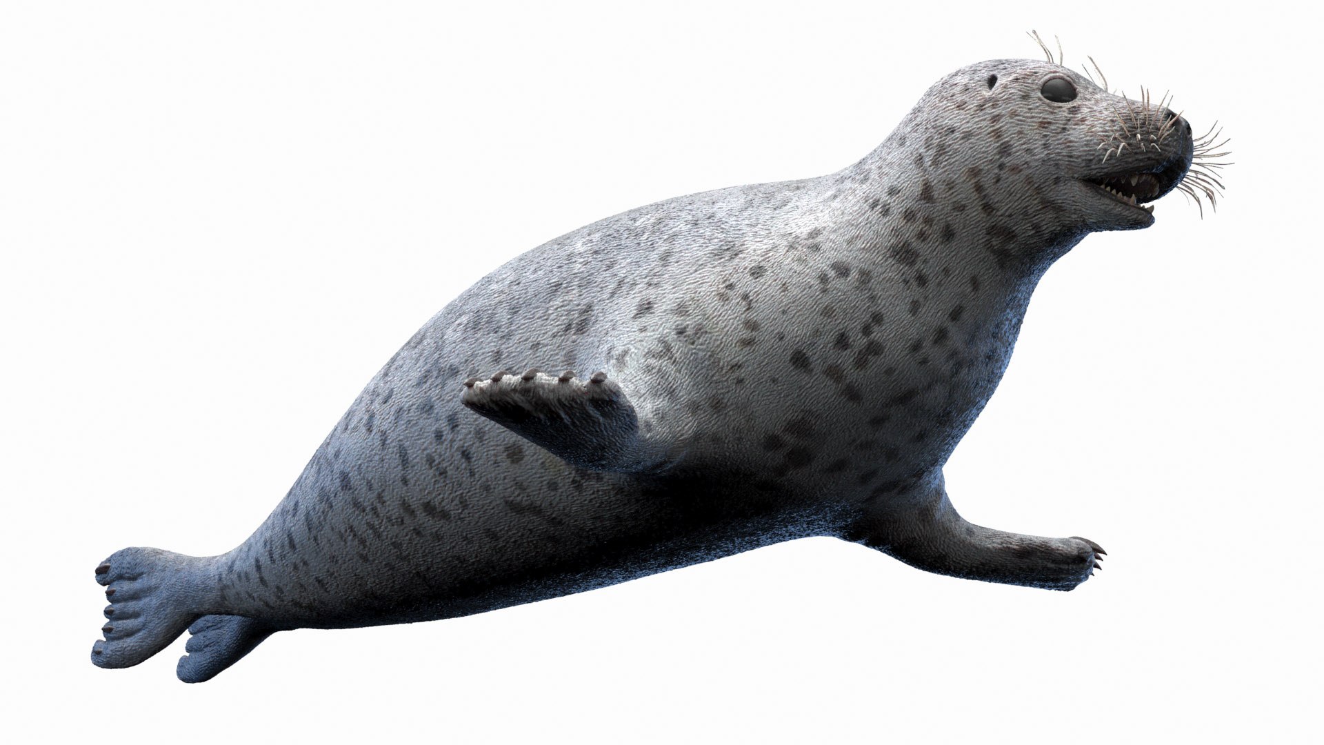 3D Harbor Seal Animated Model - TurboSquid 2148958