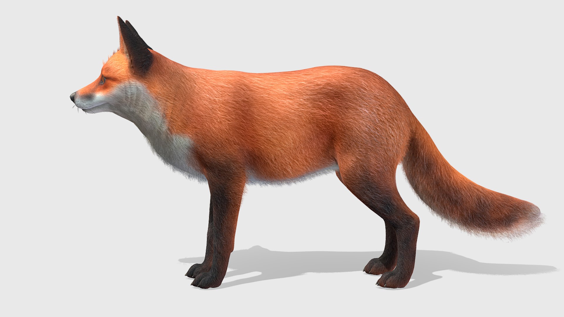 3D Fox - Male Model - TurboSquid 2107378