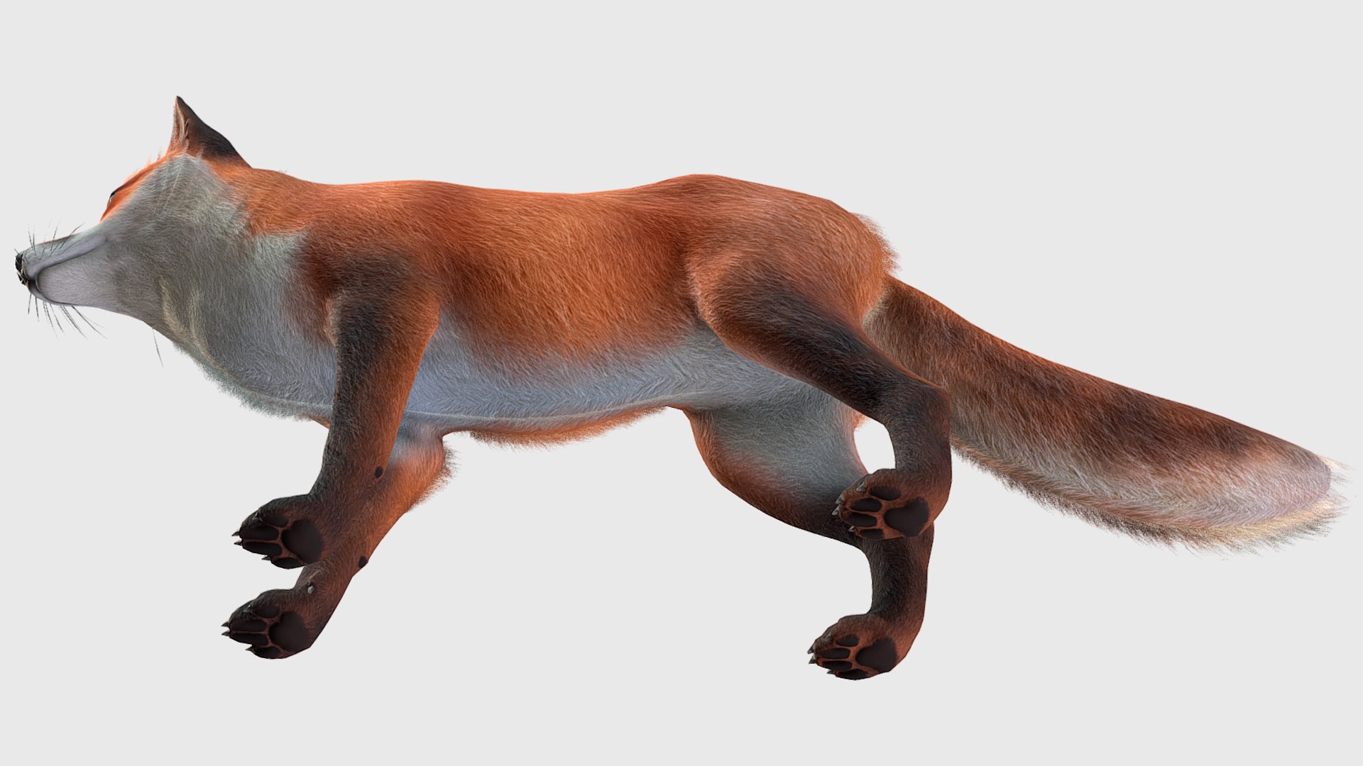 3D Fox - Male Model - TurboSquid 2107378