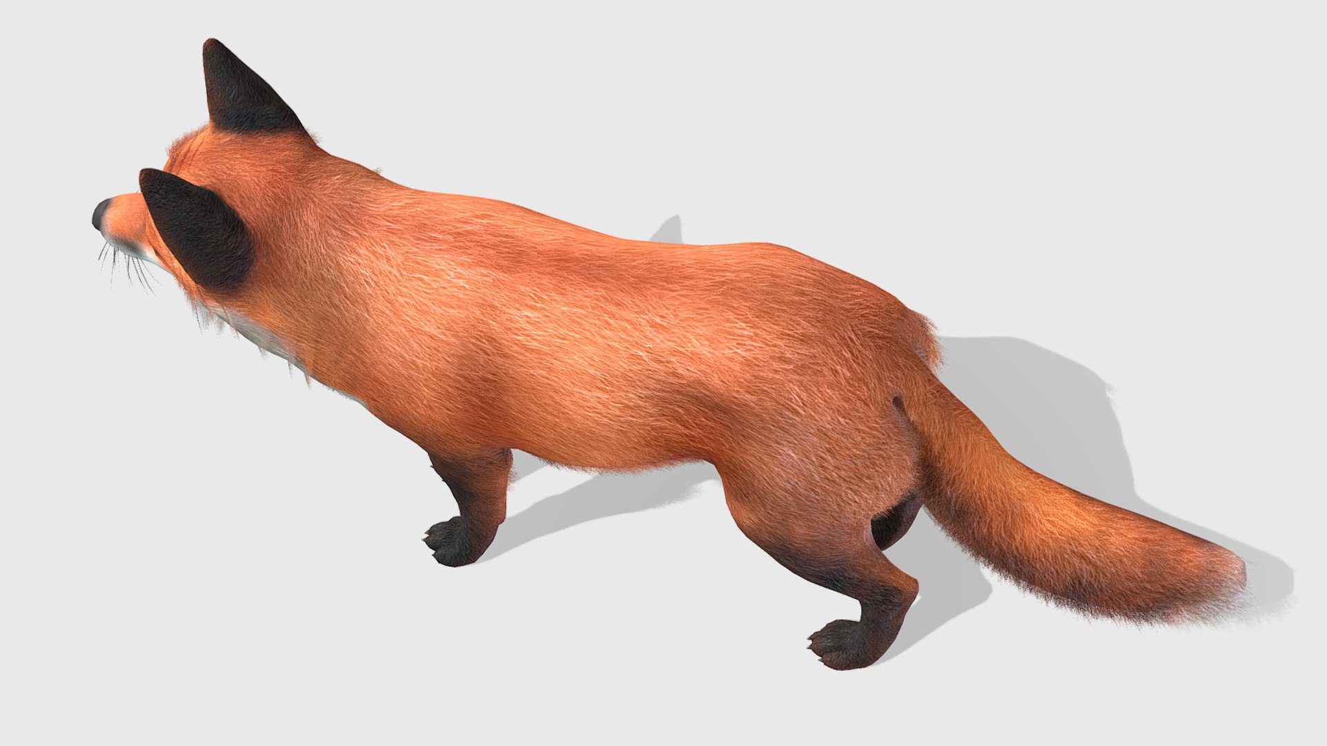 3D Fox - Male Model - TurboSquid 2107378