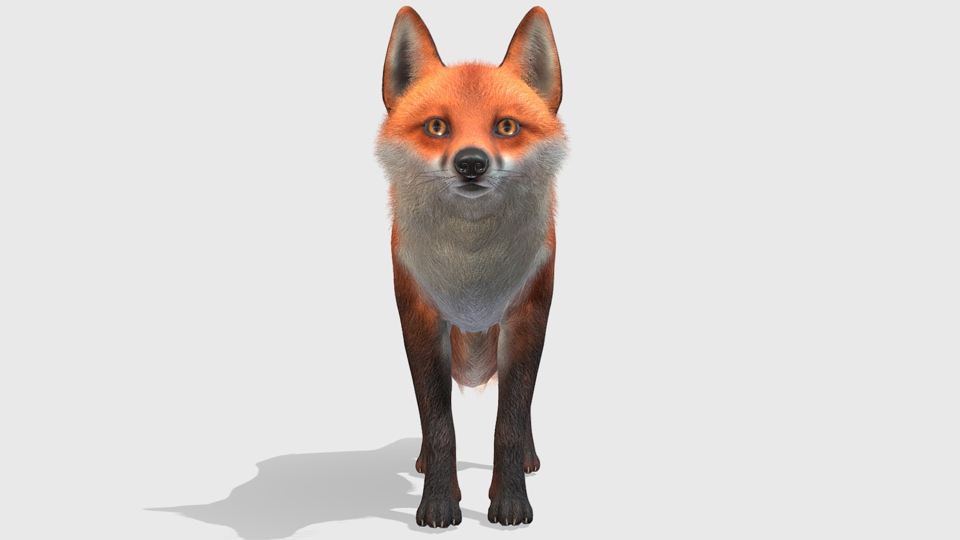 3D Fox - Male Model - TurboSquid 2107378