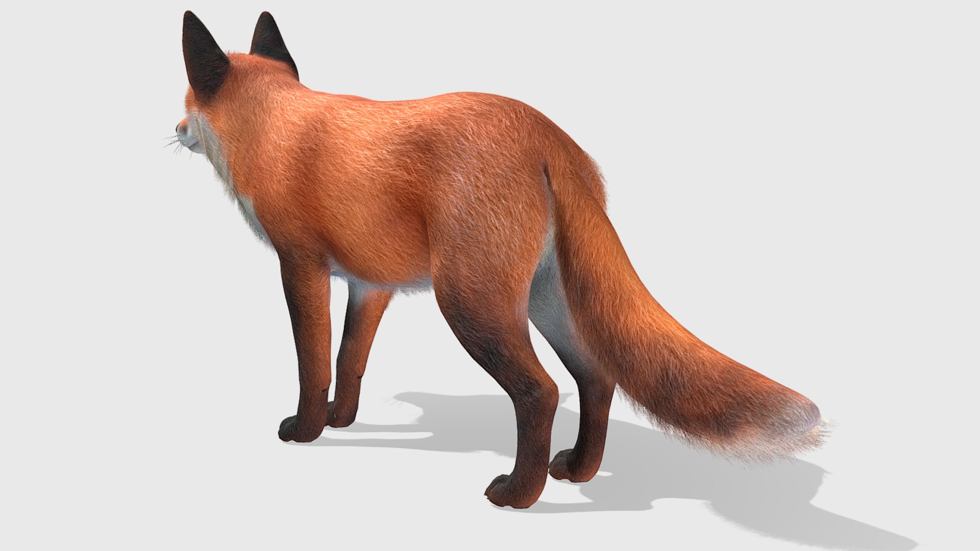 3D Fox - Male Model - TurboSquid 2107378