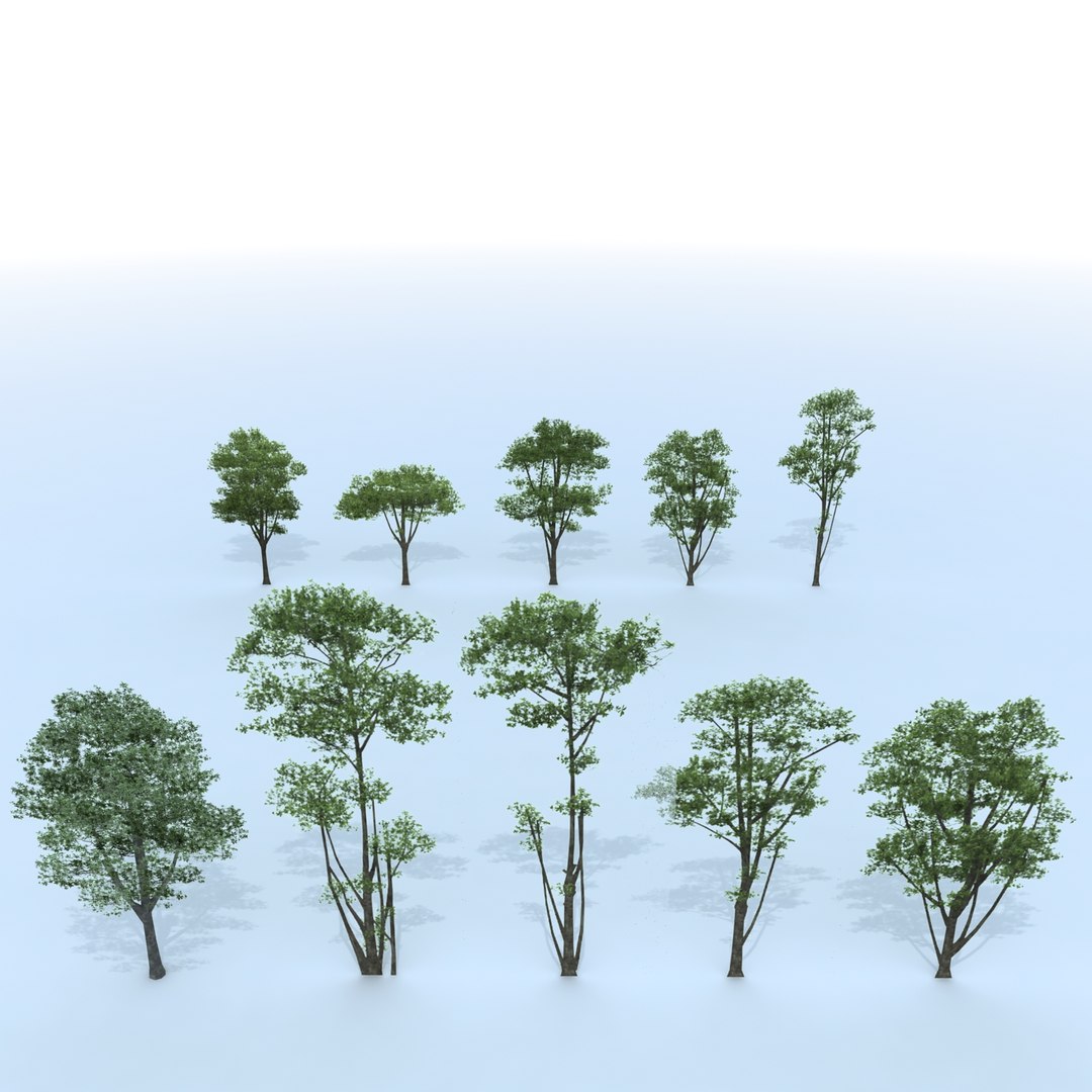 3d Tree Branches Model