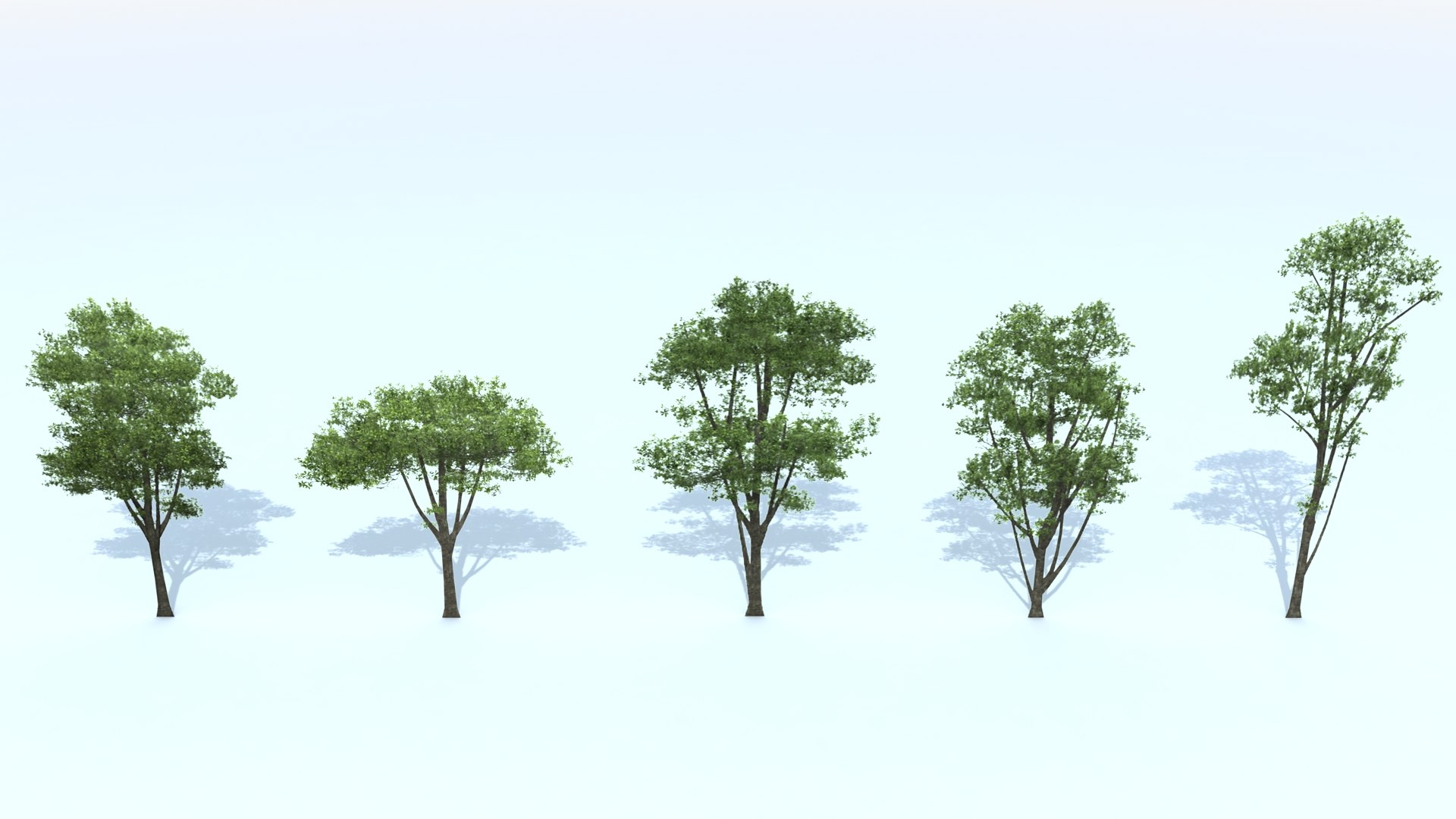 3d Tree Branches Model