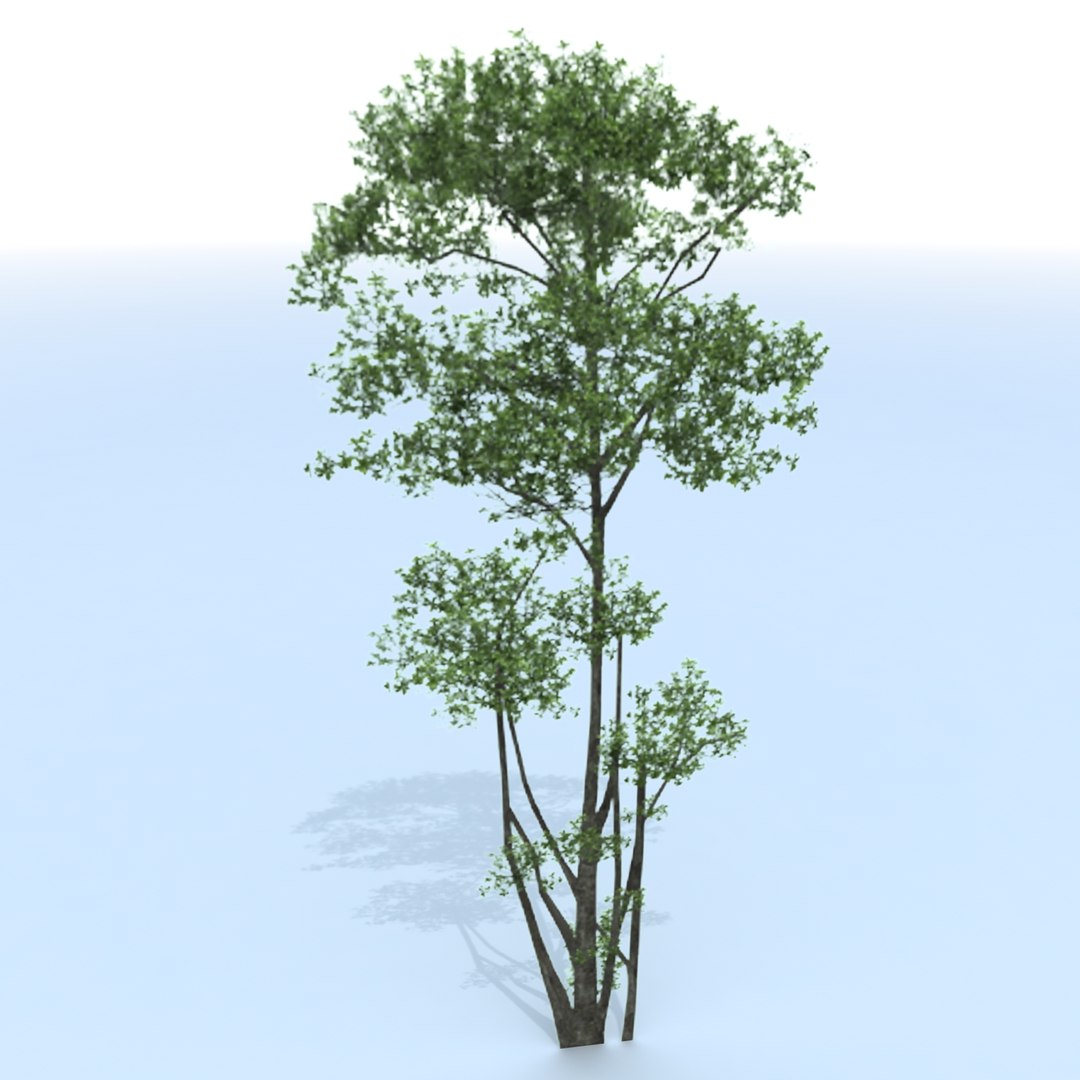3d Tree Branches Model
