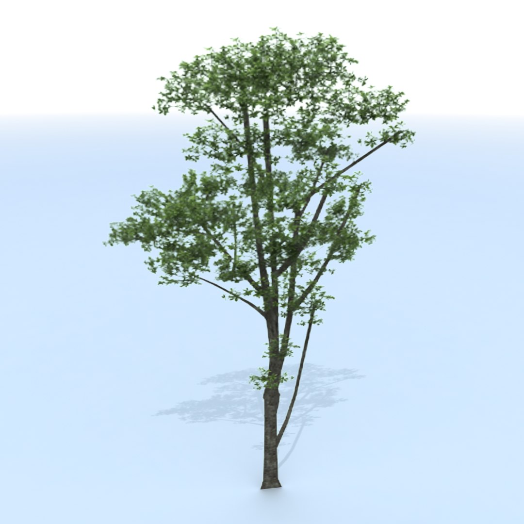 3d Tree Branches Model