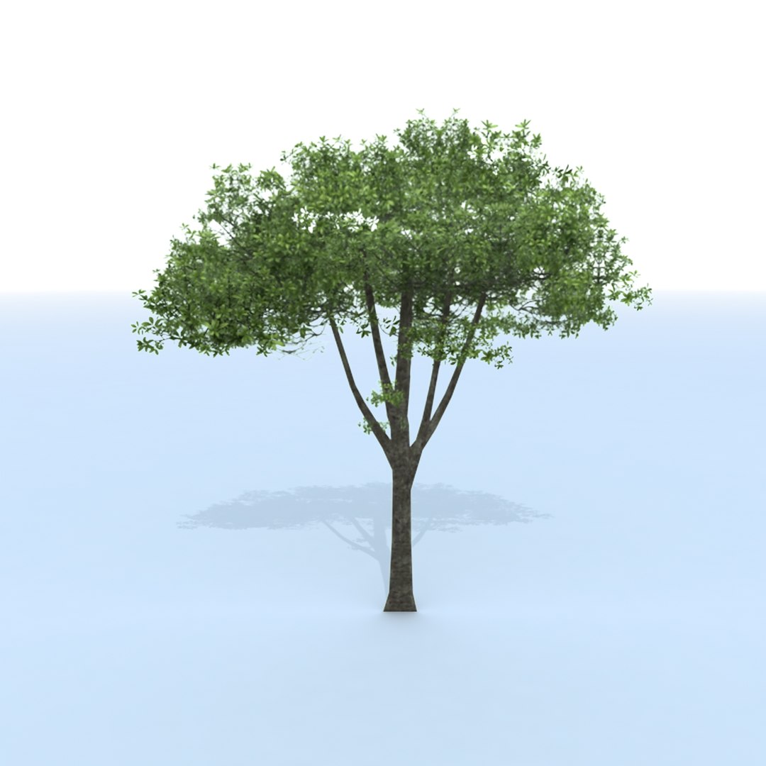 3d Tree Branches Model