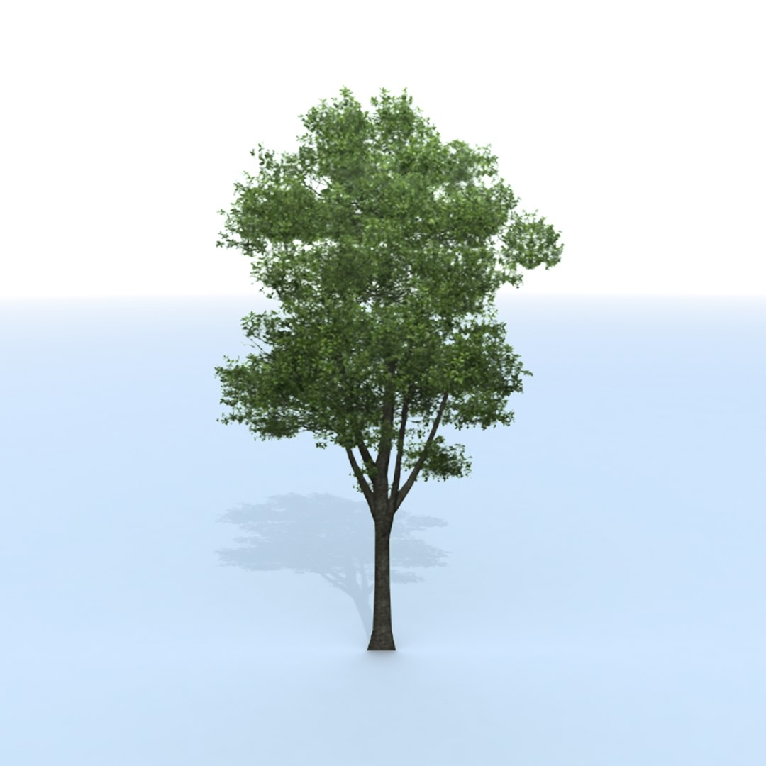 3d Tree Branches Model