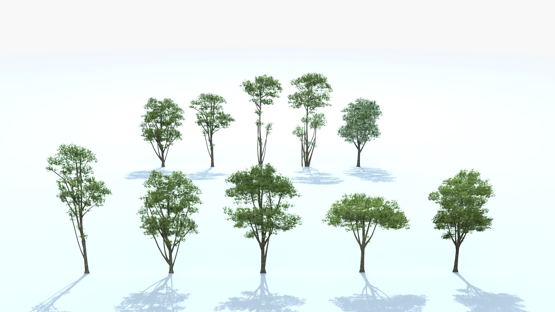 3d Tree Branches Model