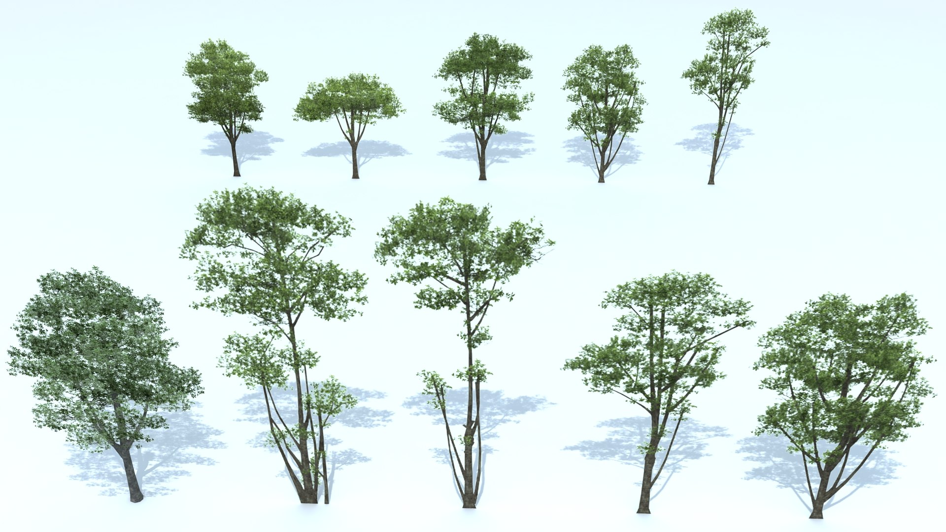 3d Tree Branches Model