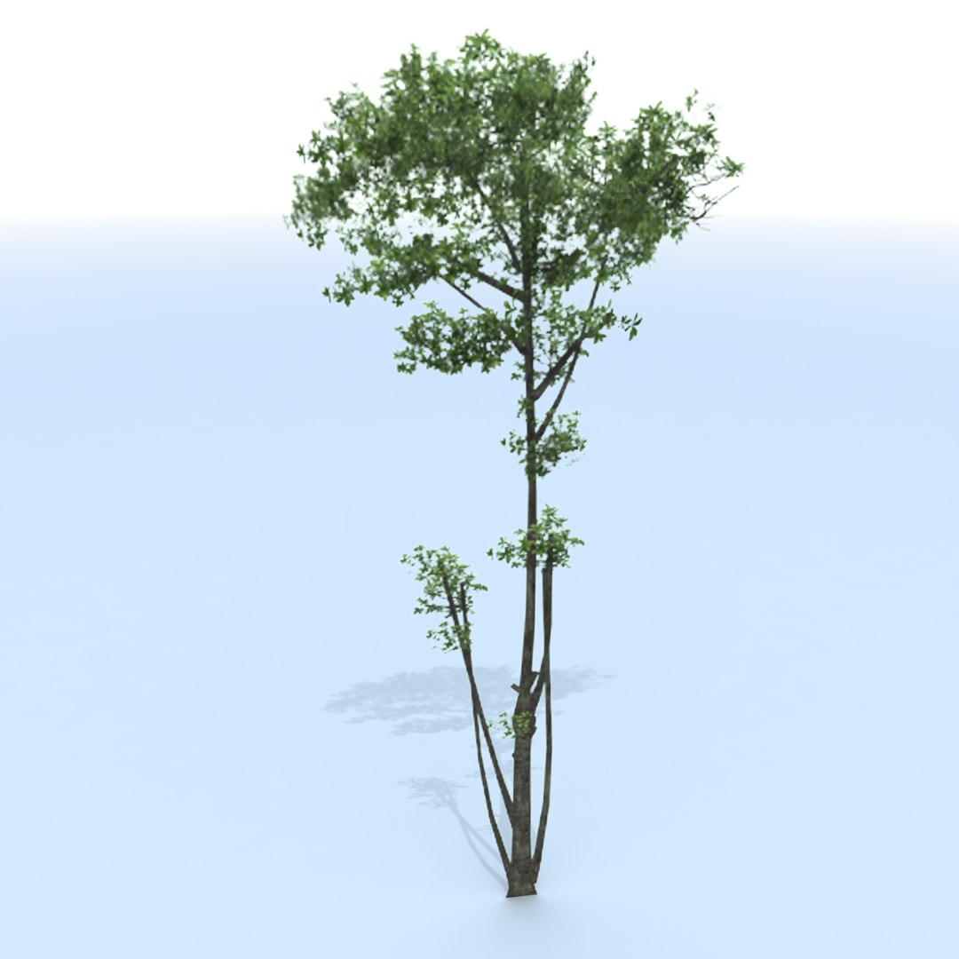 3d Tree Branches Model