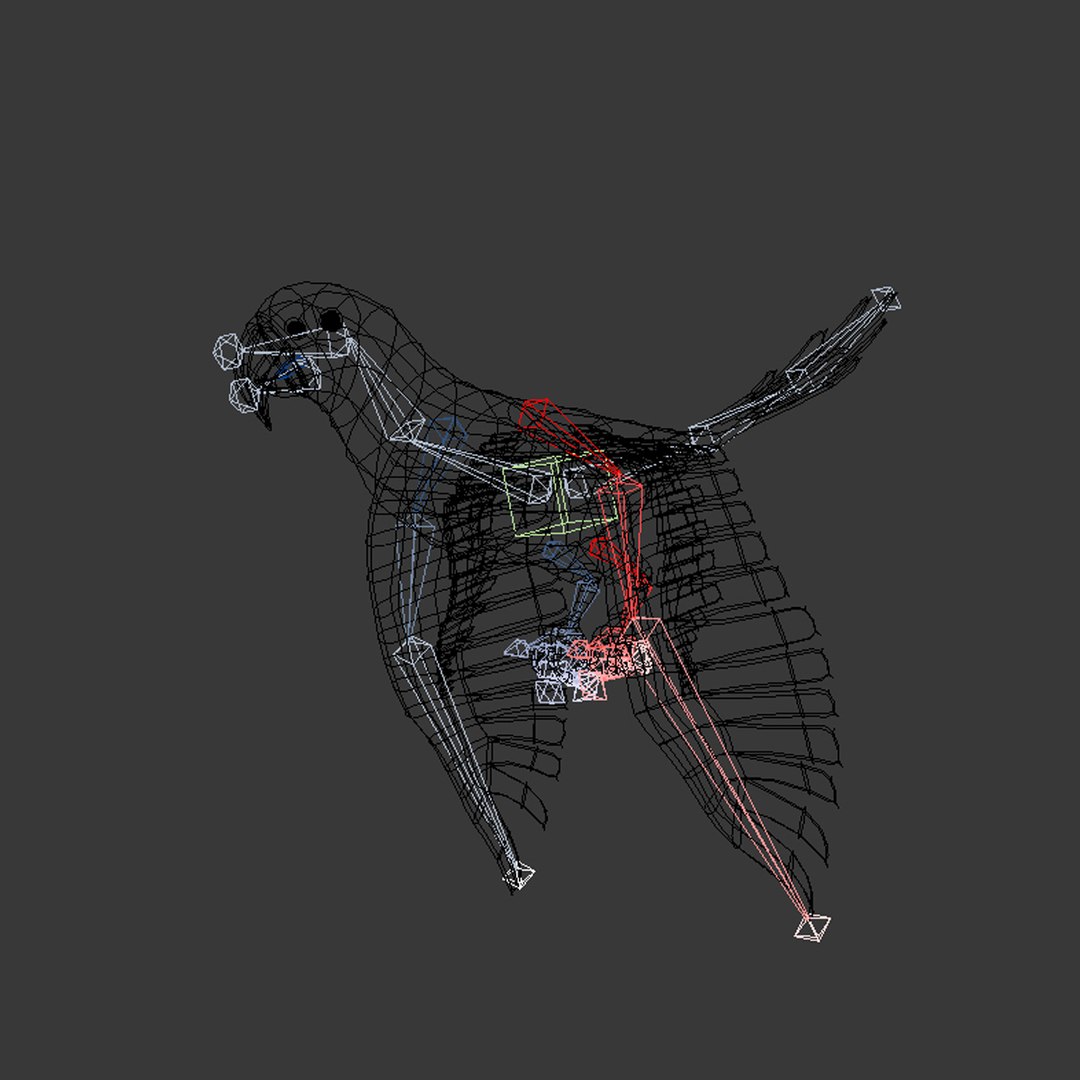 3d Model Parrot Animation Flying