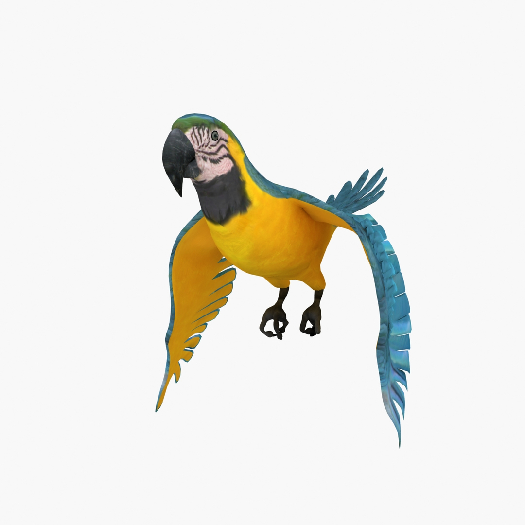 3d model parrot animation flying
