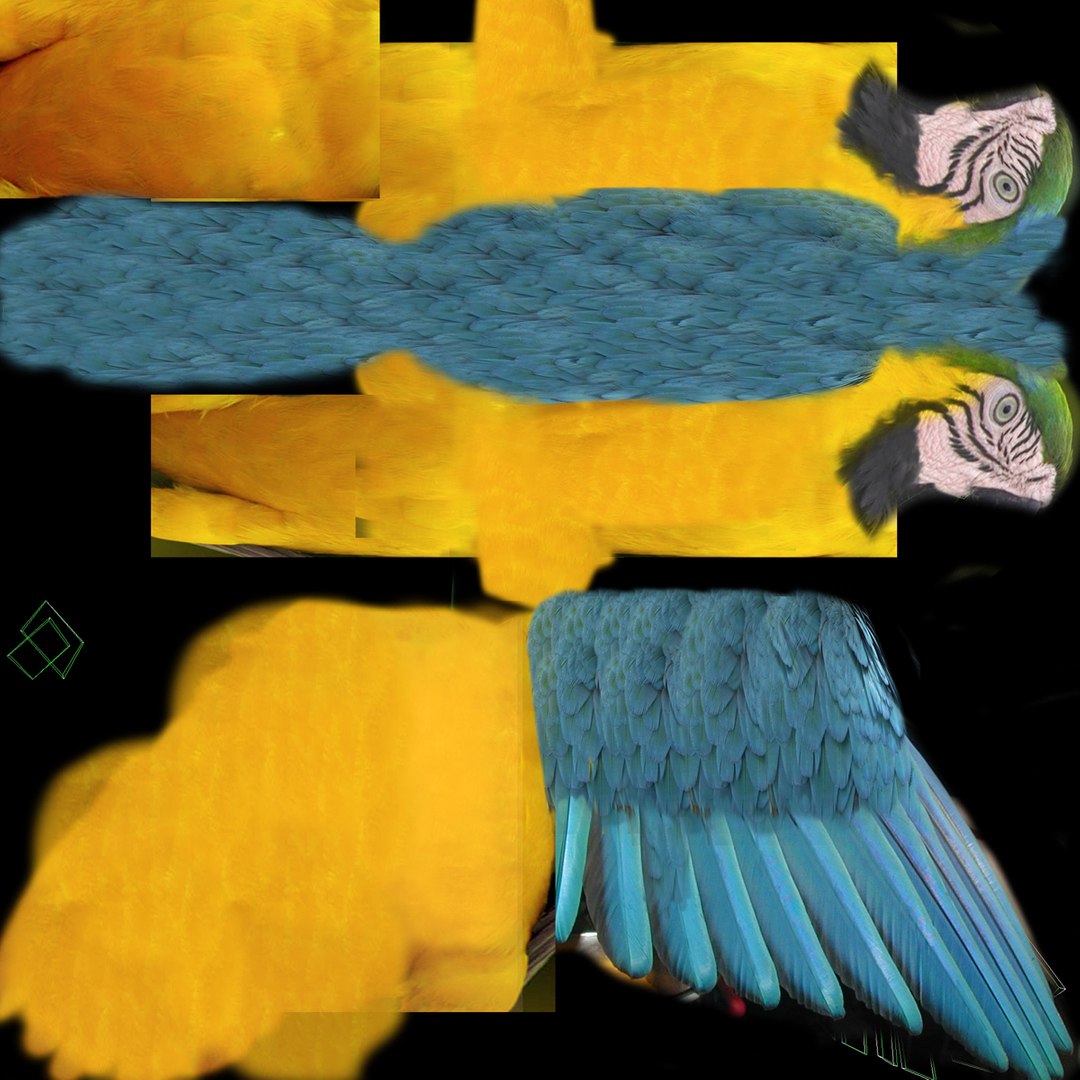 3d Model Parrot Animation Flying
