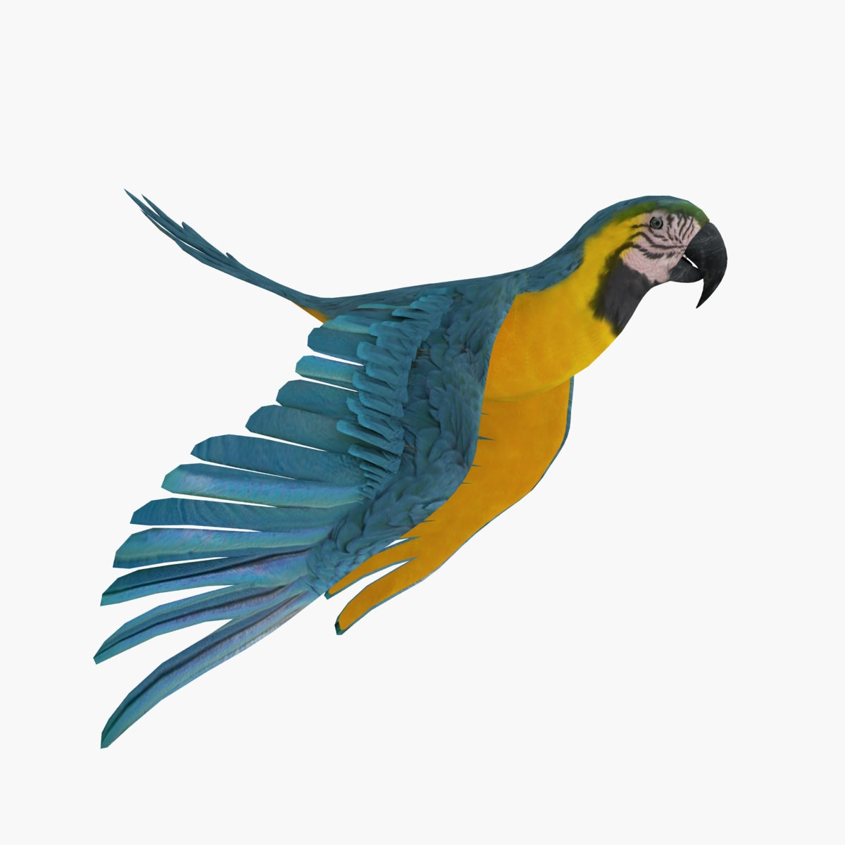3d model parrot animation flying