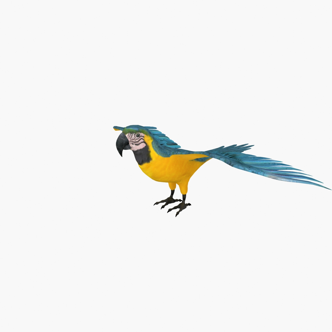 3d Model Parrot Animation Flying