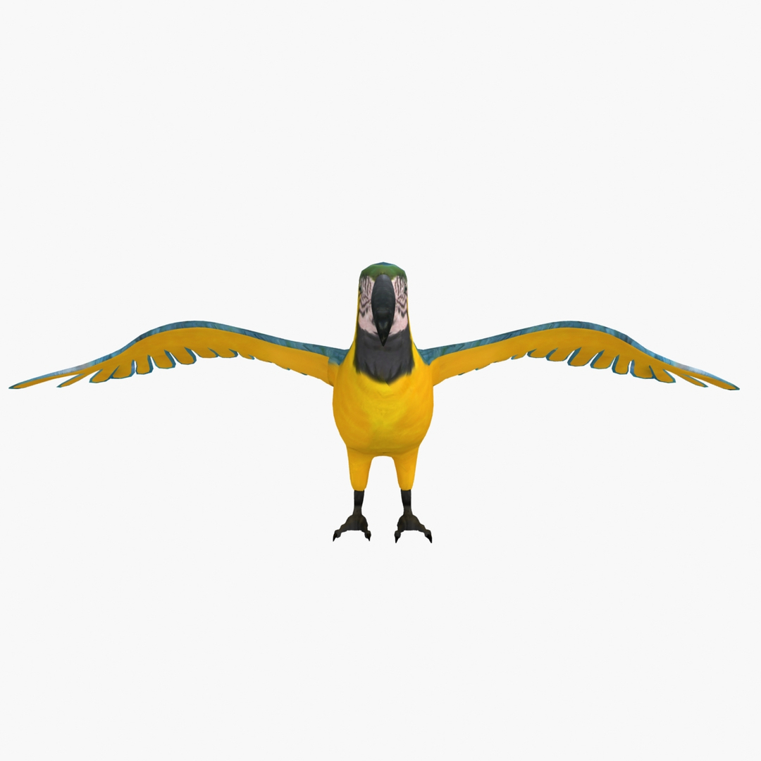 3d model parrot animation flying