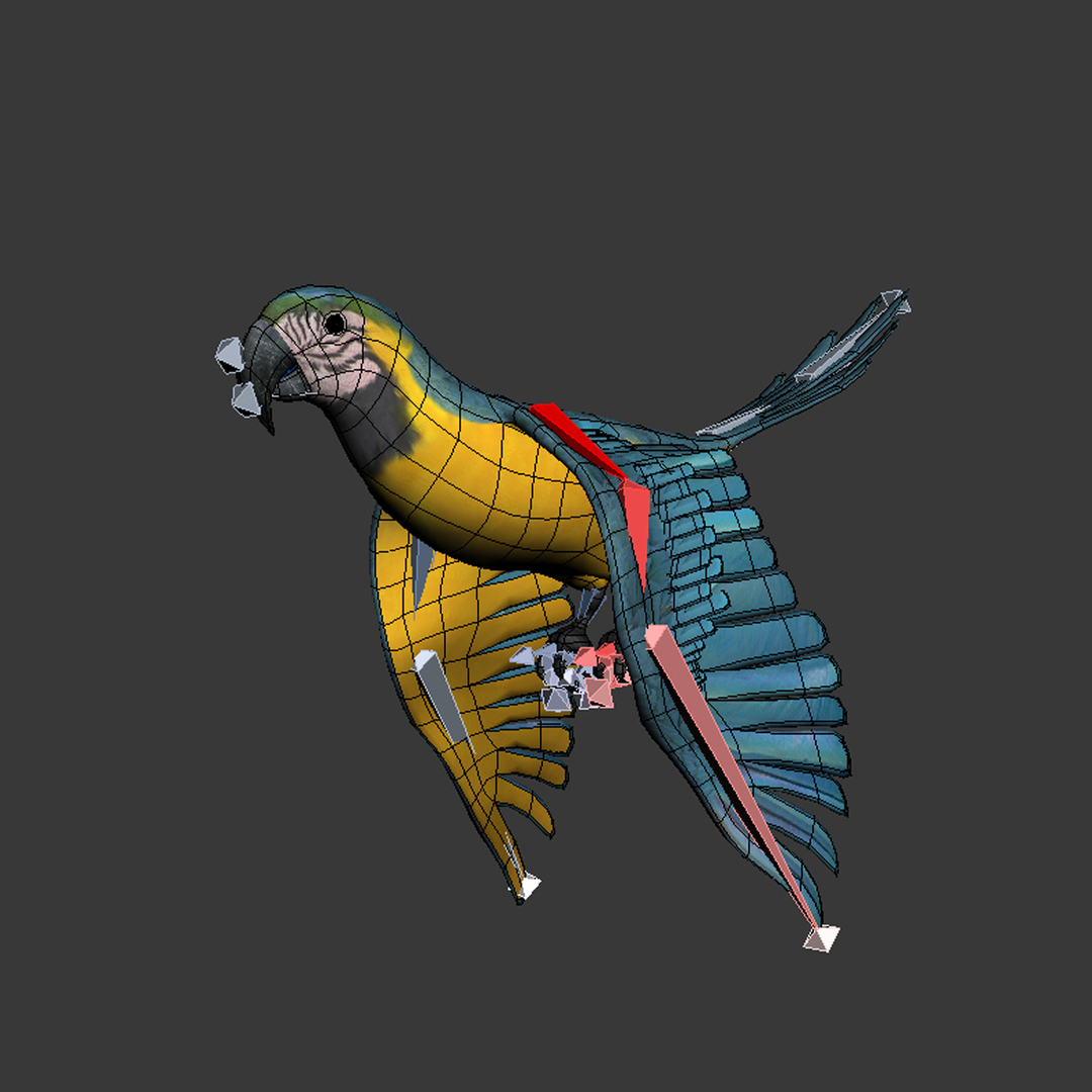 3d model parrot animation flying
