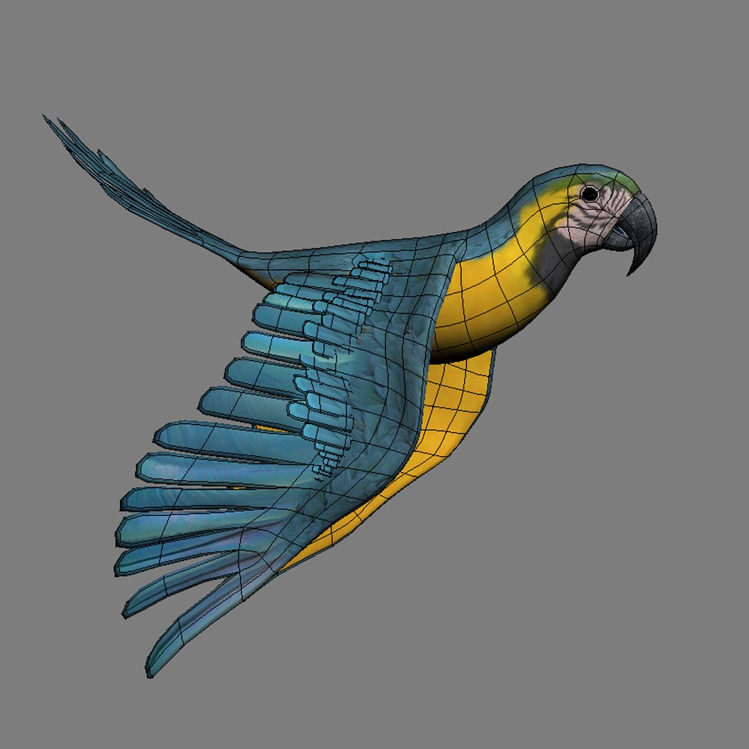 3d Model Parrot Animation Flying