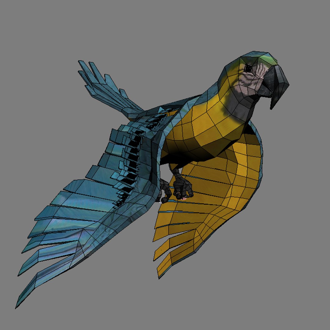 3d Model Parrot Animation Flying