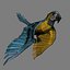 3d Model Parrot Animation Flying