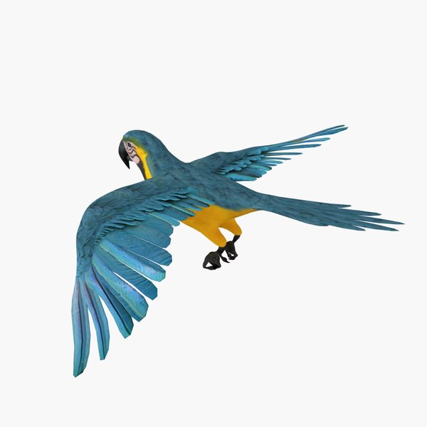3d model parrot animation flying