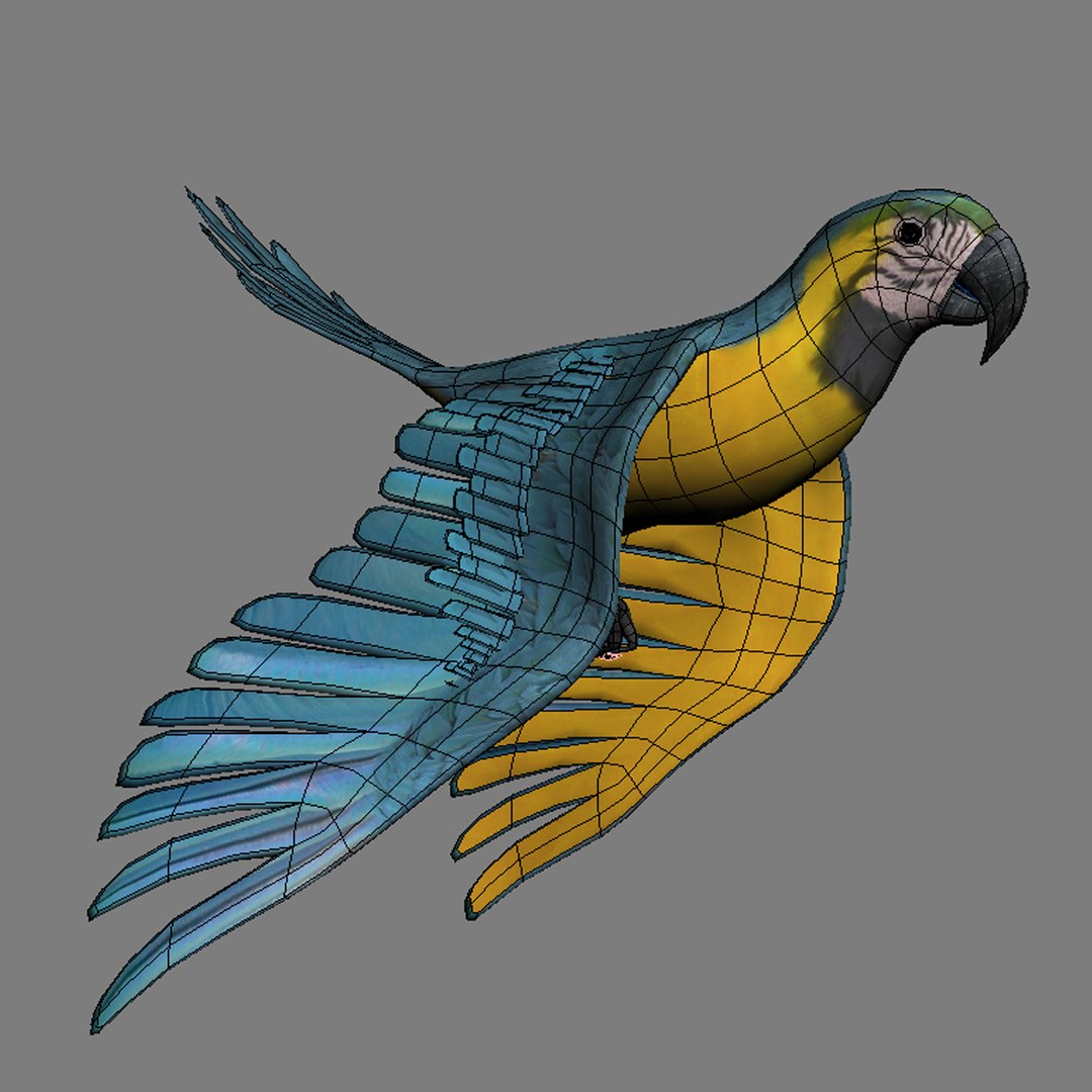 3d Model Parrot Animation Flying
