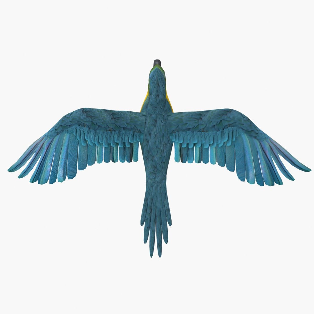 3d Model Parrot Animation Flying