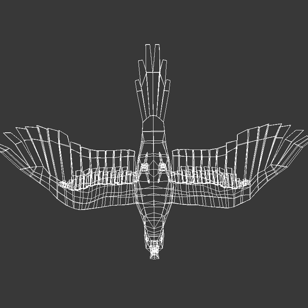 3d Model Parrot Animation Flying