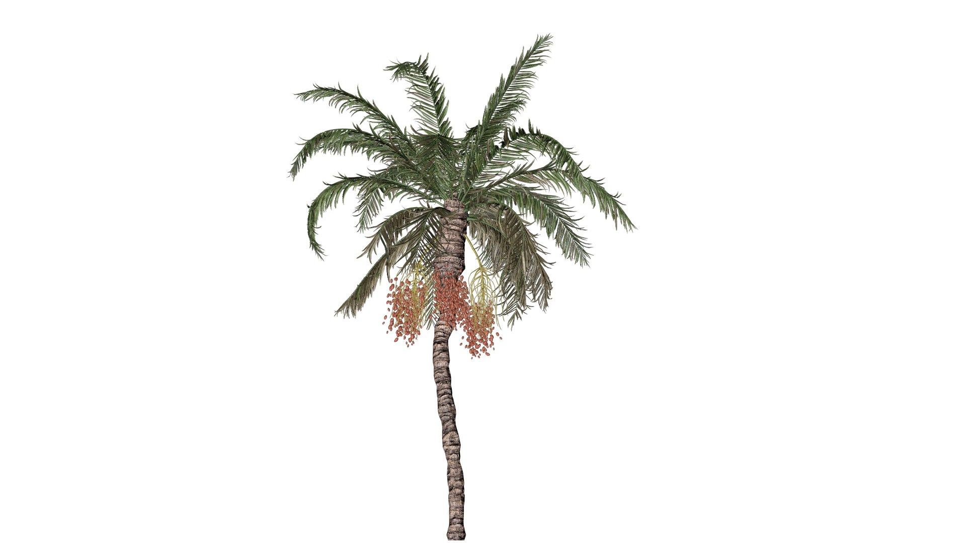 Date Palm Tree - 02 - 3D Model - TurboSquid 2371947