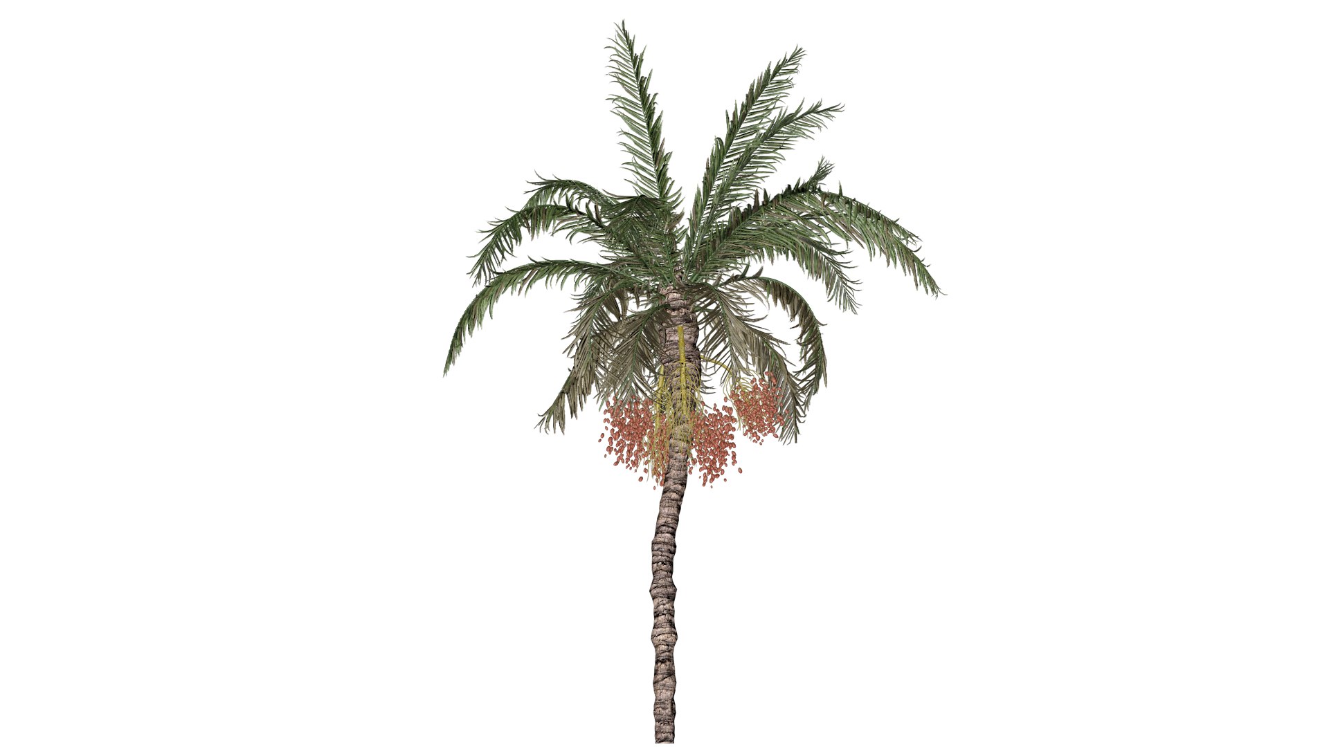 Date Palm Tree - 02 - 3D Model - TurboSquid 2371947