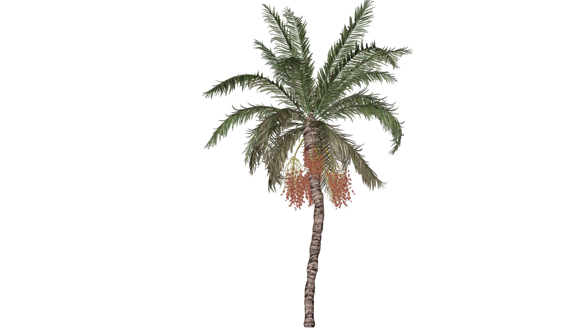 Date Palm Tree - 02 - 3D Model - TurboSquid 2371947