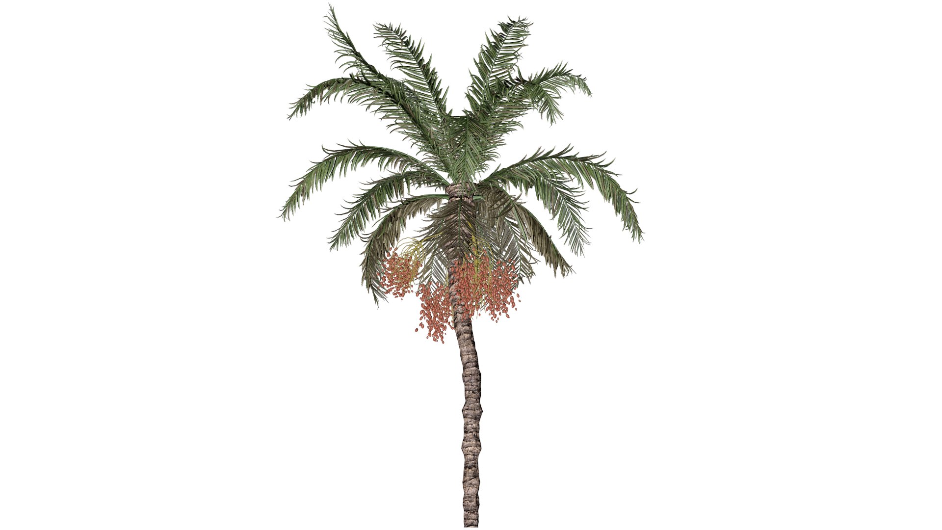 Date Palm Tree - 02 - 3D Model - TurboSquid 2371947