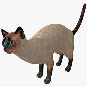 Siamese 3D Models for Download | TurboSquid