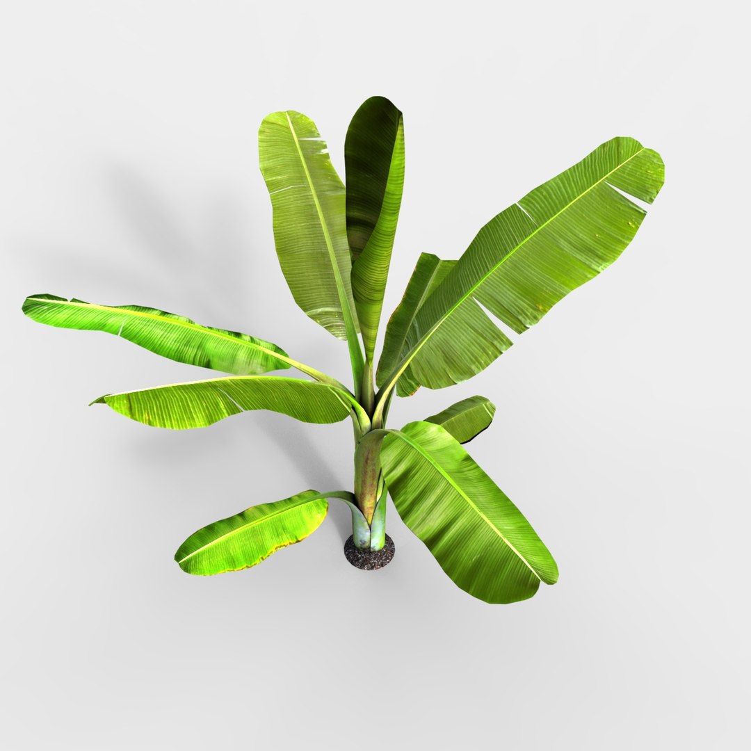 3D banana tree model - TurboSquid 1259497