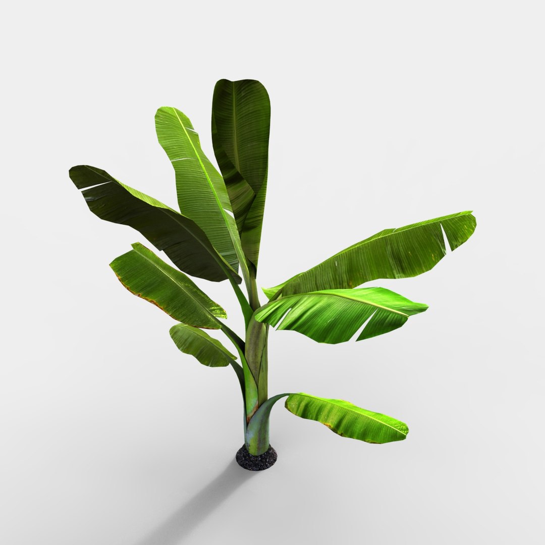 3D Banana Tree Model - TurboSquid 1259497
