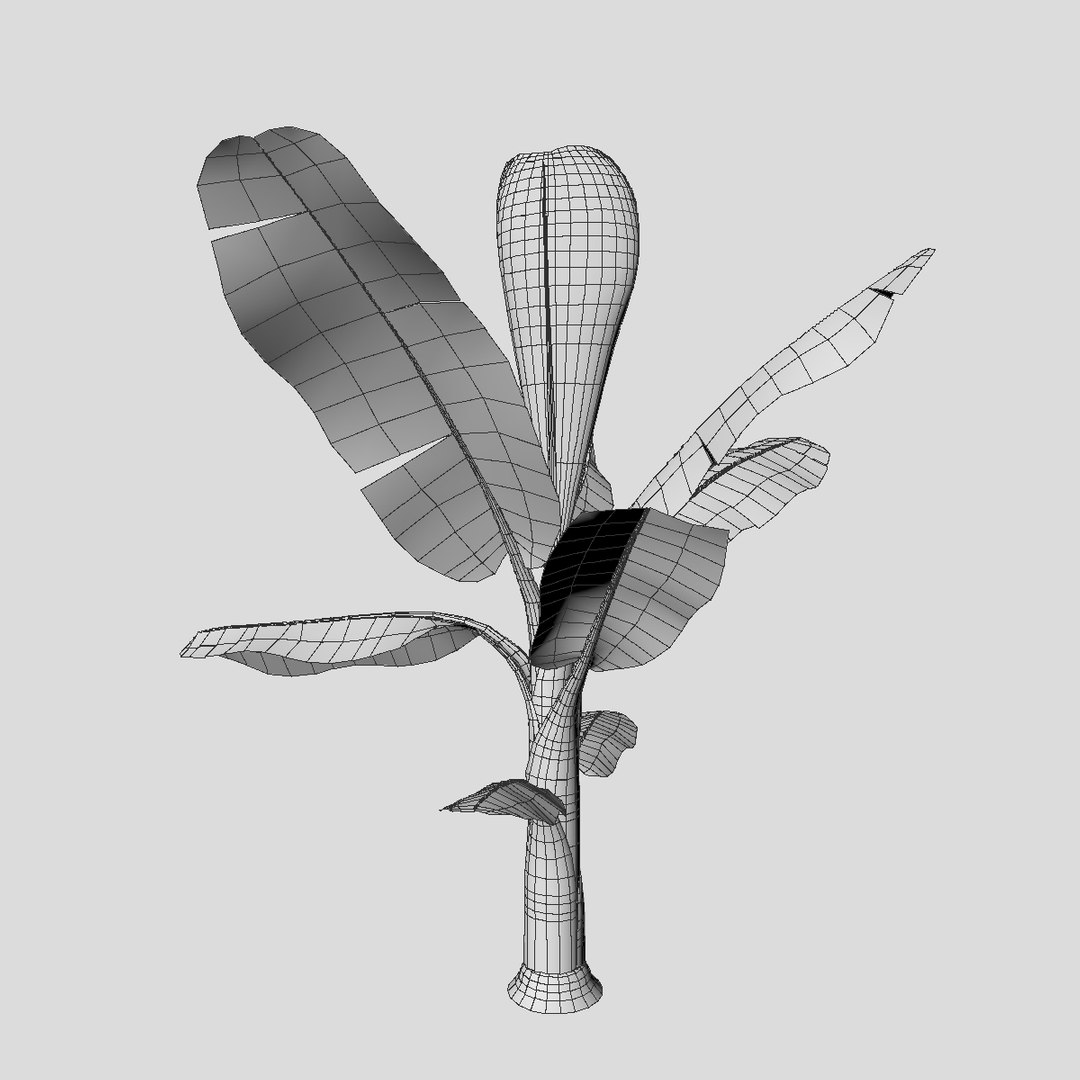 3D Banana Tree Model - TurboSquid 1259497