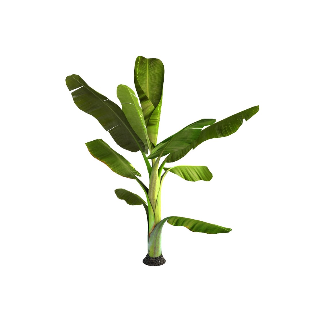 3D Banana Tree Model - TurboSquid 1259497