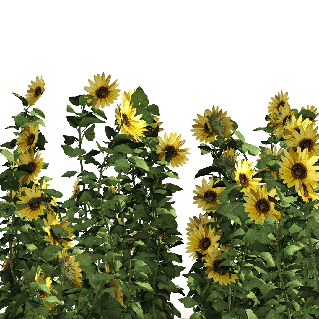Sunflower Lawn 3D Model - TurboSquid 1980116