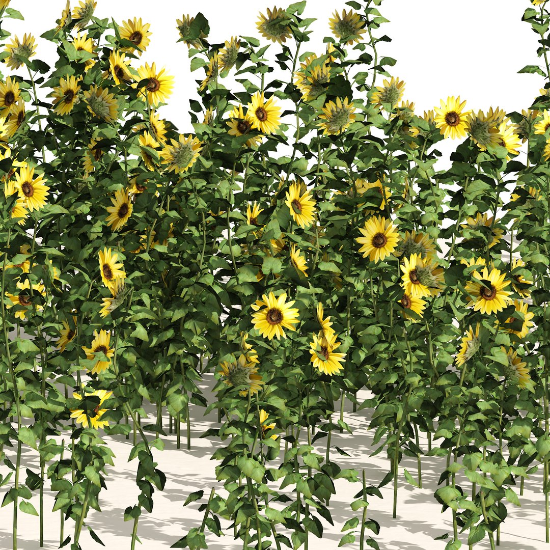 Sunflower Lawn 3D Model - TurboSquid 1980116