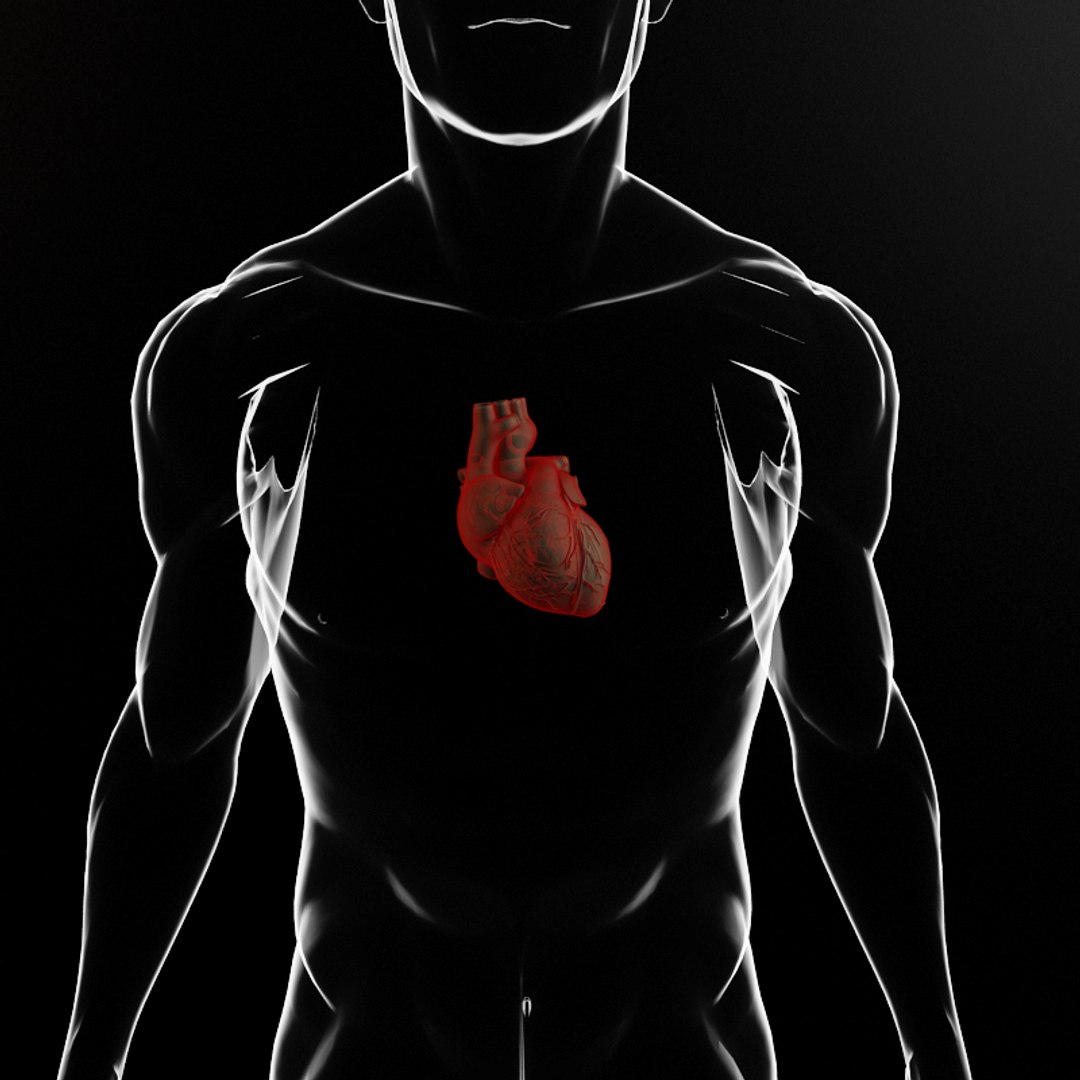 3d Model Heart Body Human