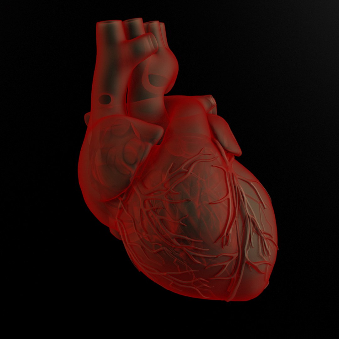 3d Model Heart Body Human