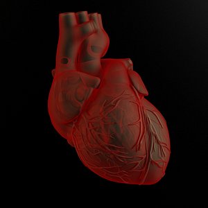 Human Heart 3D Models for Download | TurboSquid